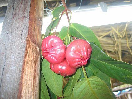 Discovering my motherland and its beauties...: Proud of my island - Les ...